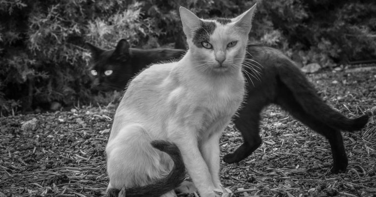 KUCI 88.9 FM – Irvine, Orange County Public Radio